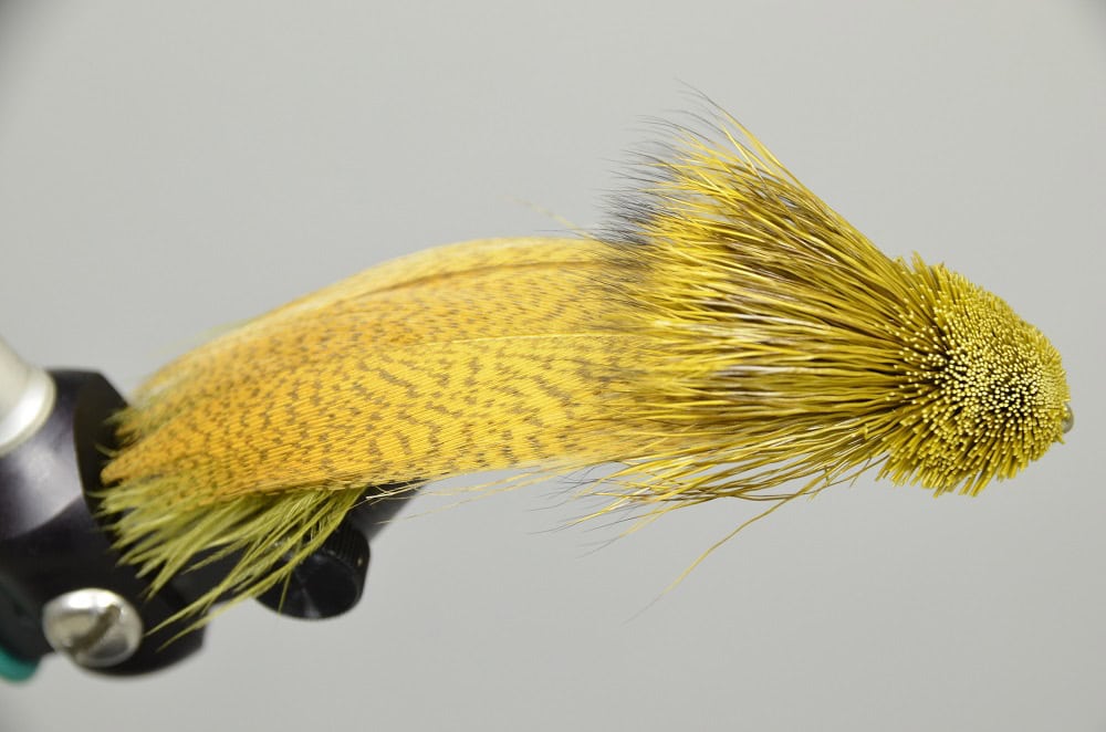 Galloup's Zoo Cougar - Galloup's Slide Inn | Streamers