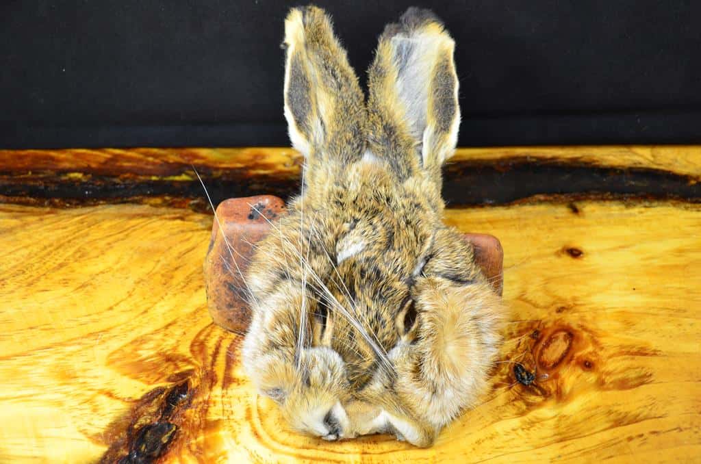 Hare's Mask Grade 1 - Slide Inn | Fly Tying | Hair and Fur