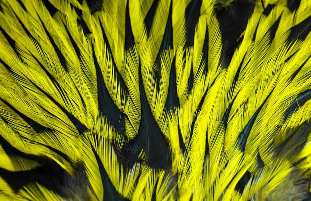 Whiting American Rooster Saddle - Galloup's Slide Inn | Fly Tying | Hackle