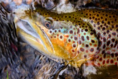 Drop Shot System and Sliding Dropper Loop - Guided Fly Fishing Madison ...