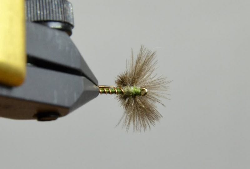 Crippled Thor BWO - Galloup's Slide Inn