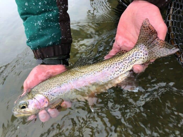 Winter Midge Fishing - Galloup's Slide Inn